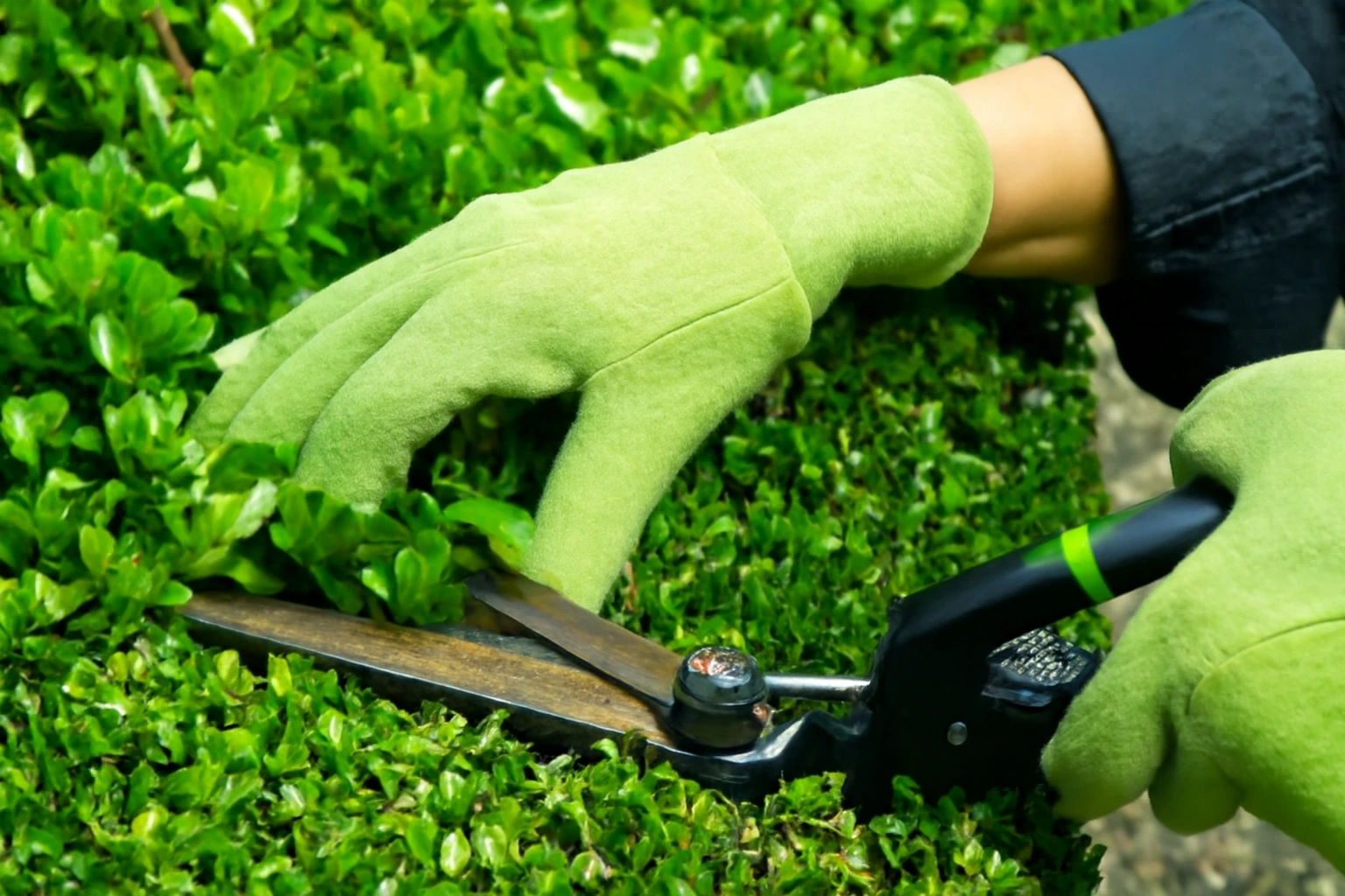 #1Professional Garden Hedge Trimming Service | Expert Care for Perfect ...